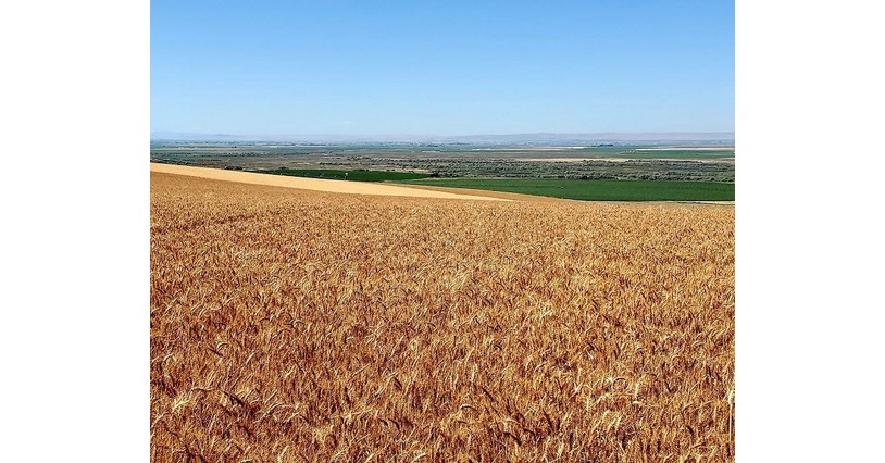 Cascade Organic Farms Experiencing High Yields & Exceptional Quality in ...