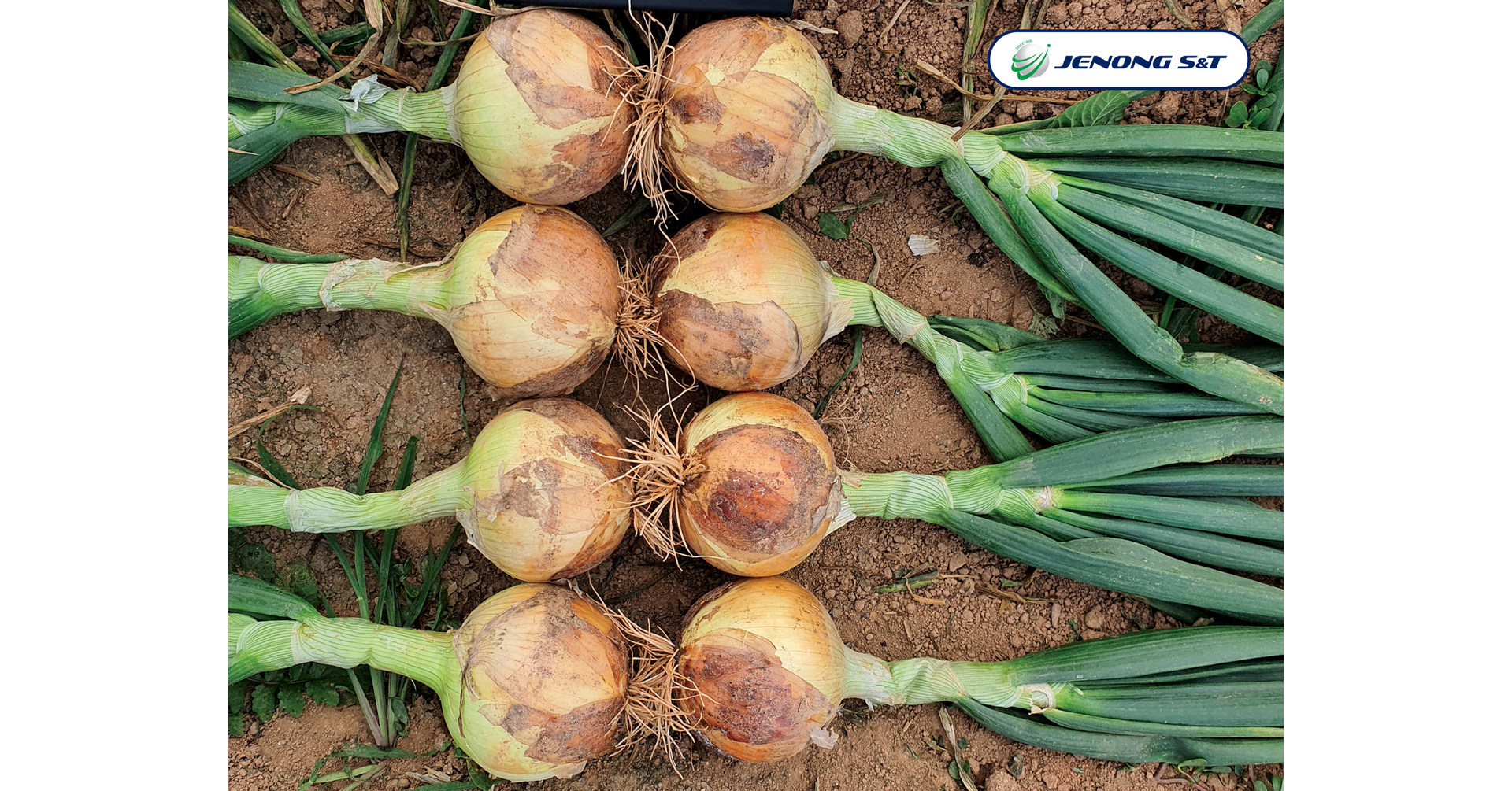 Jenong S&T specializing in providing of Korean root crops, launches new ...