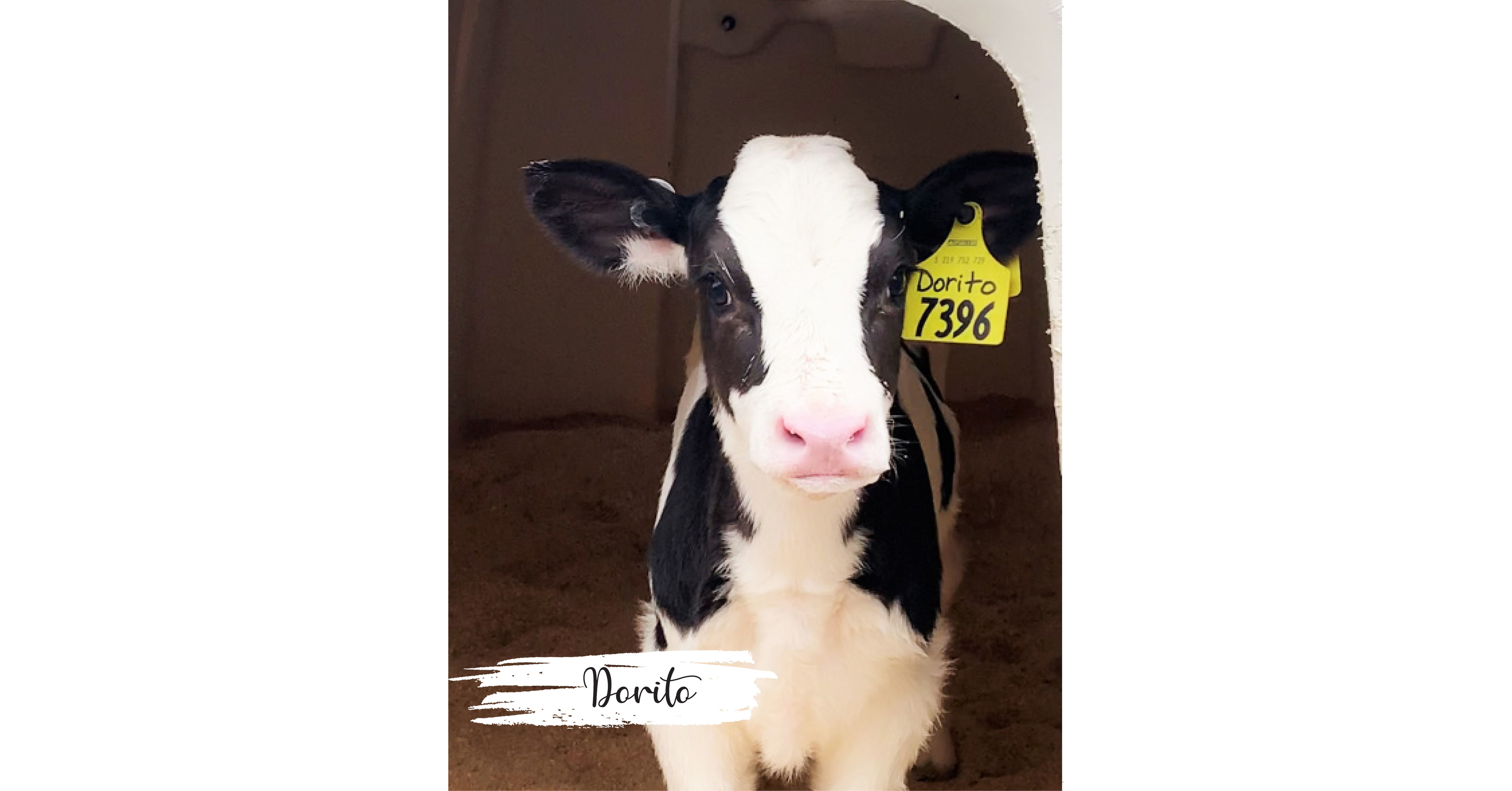 Adopt a Cow program brings dairy education to the classroom; Wisconsin ...