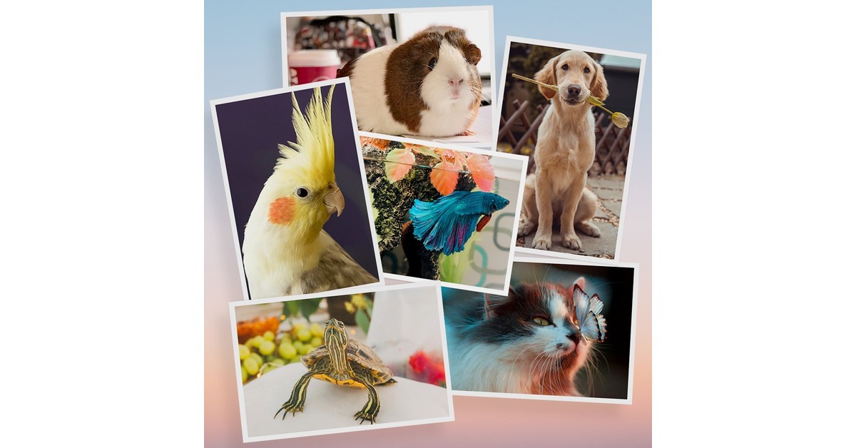 The Gallery Collection Announces 2021 Pet Photo Contest