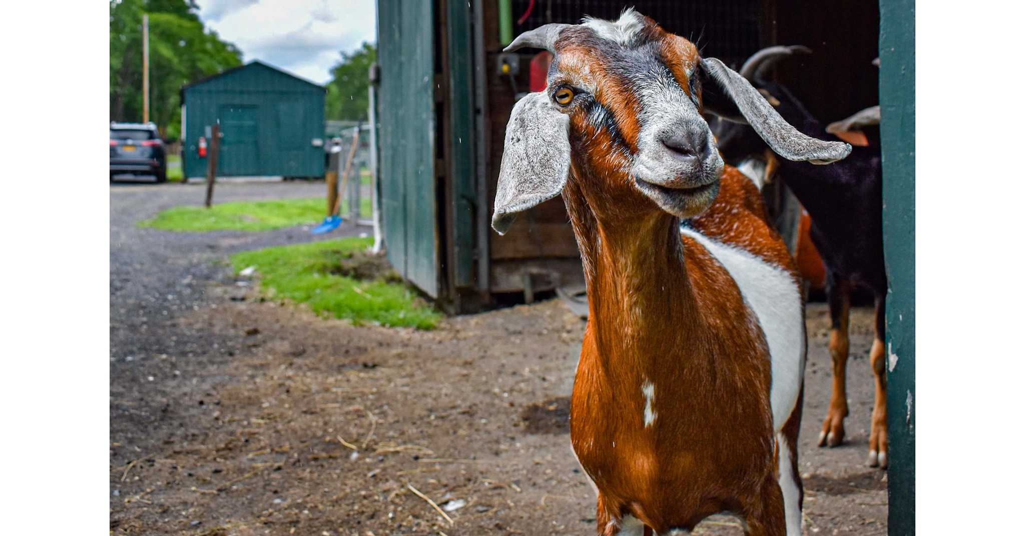 Farmed Animal Sanctuaries Across the U.S. Unite in The Goat Games 2021 ...