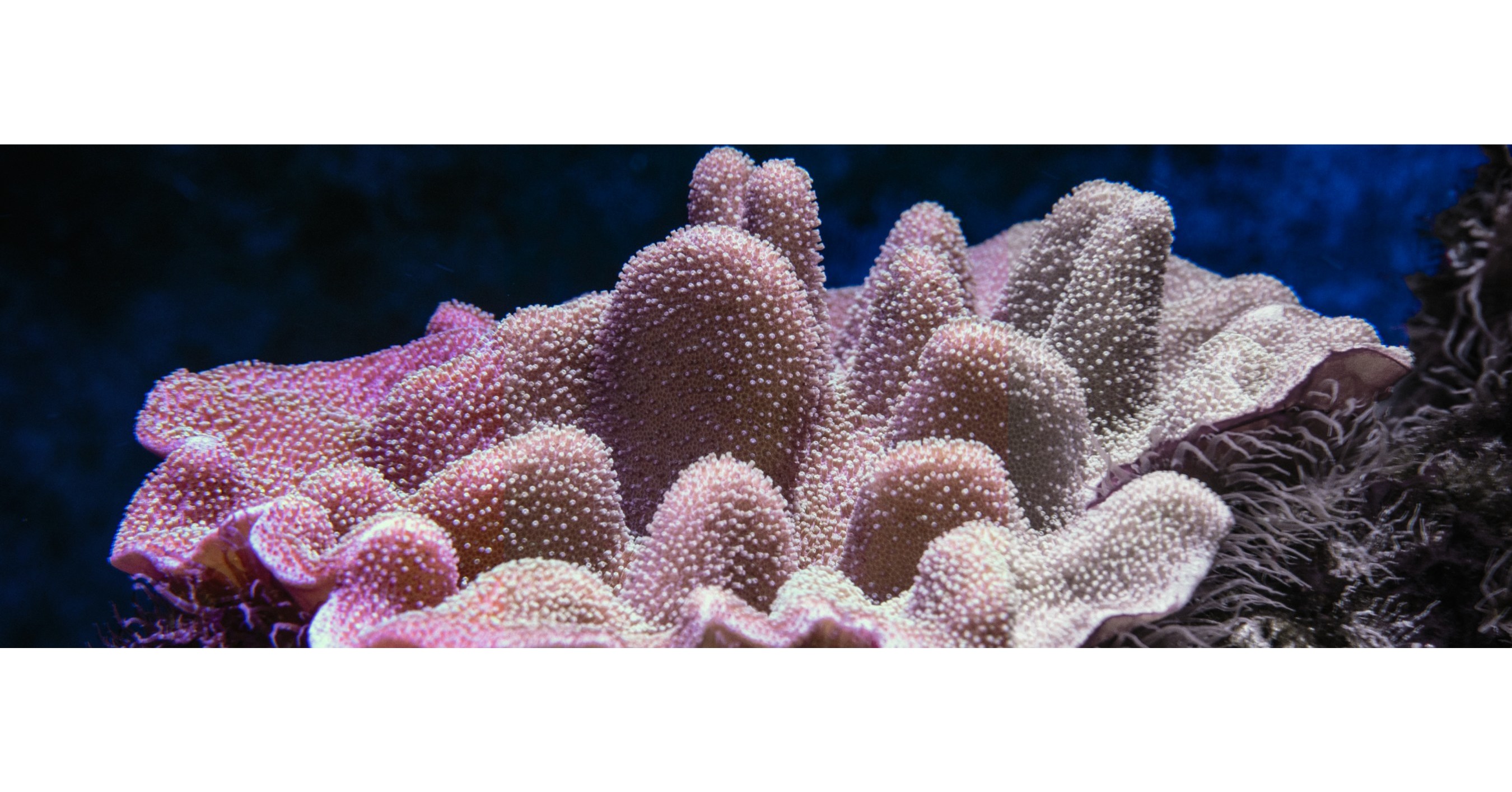 Seed Health Announces Next Environmental Initiative To Develop ...