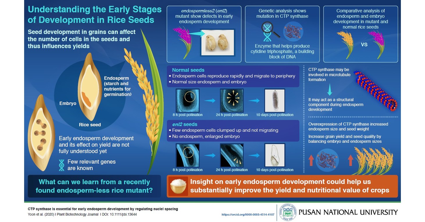Pusan National University Researchers Shed Light on the Early ...