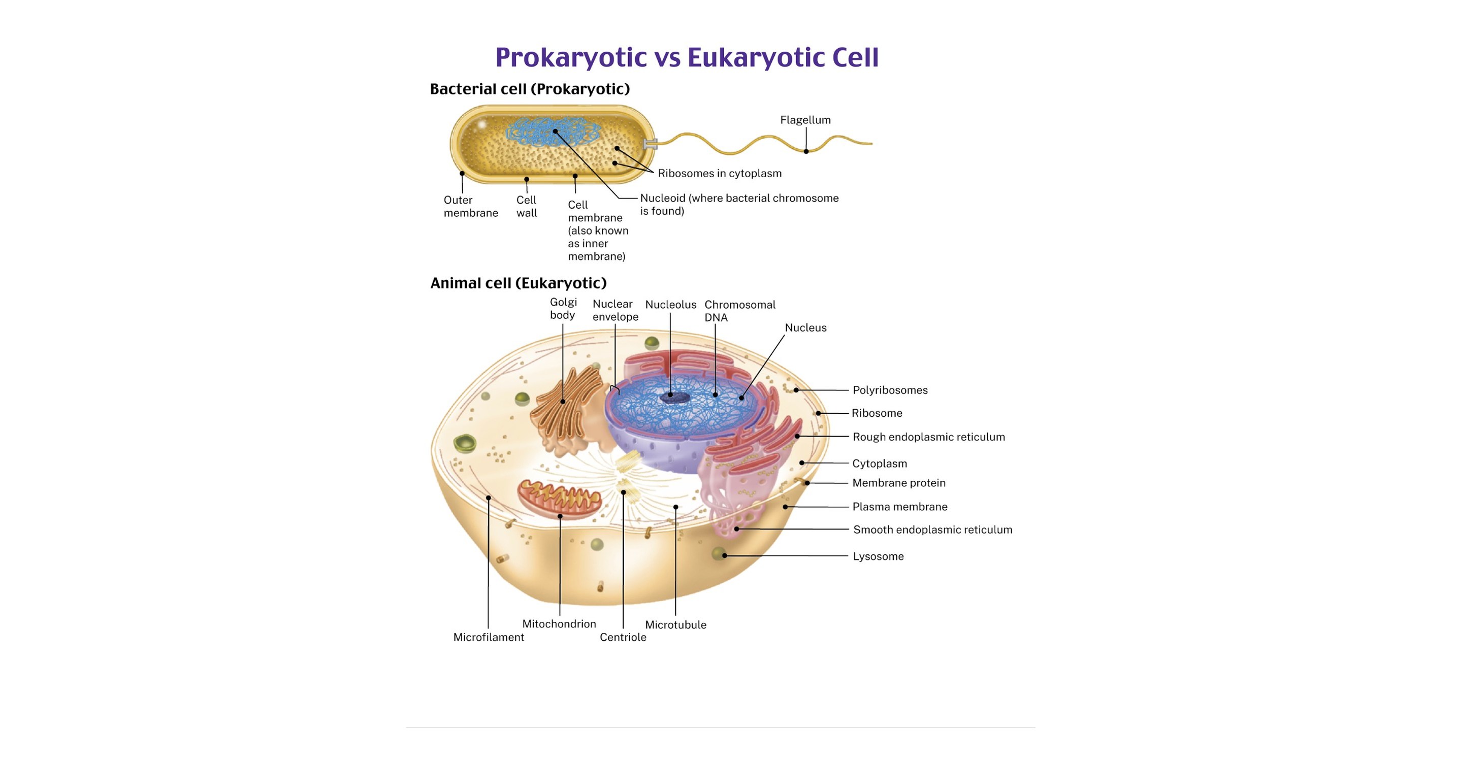 New Study Tool Aims to Boost PA-CAT Scores--and Confidence--for PA ...