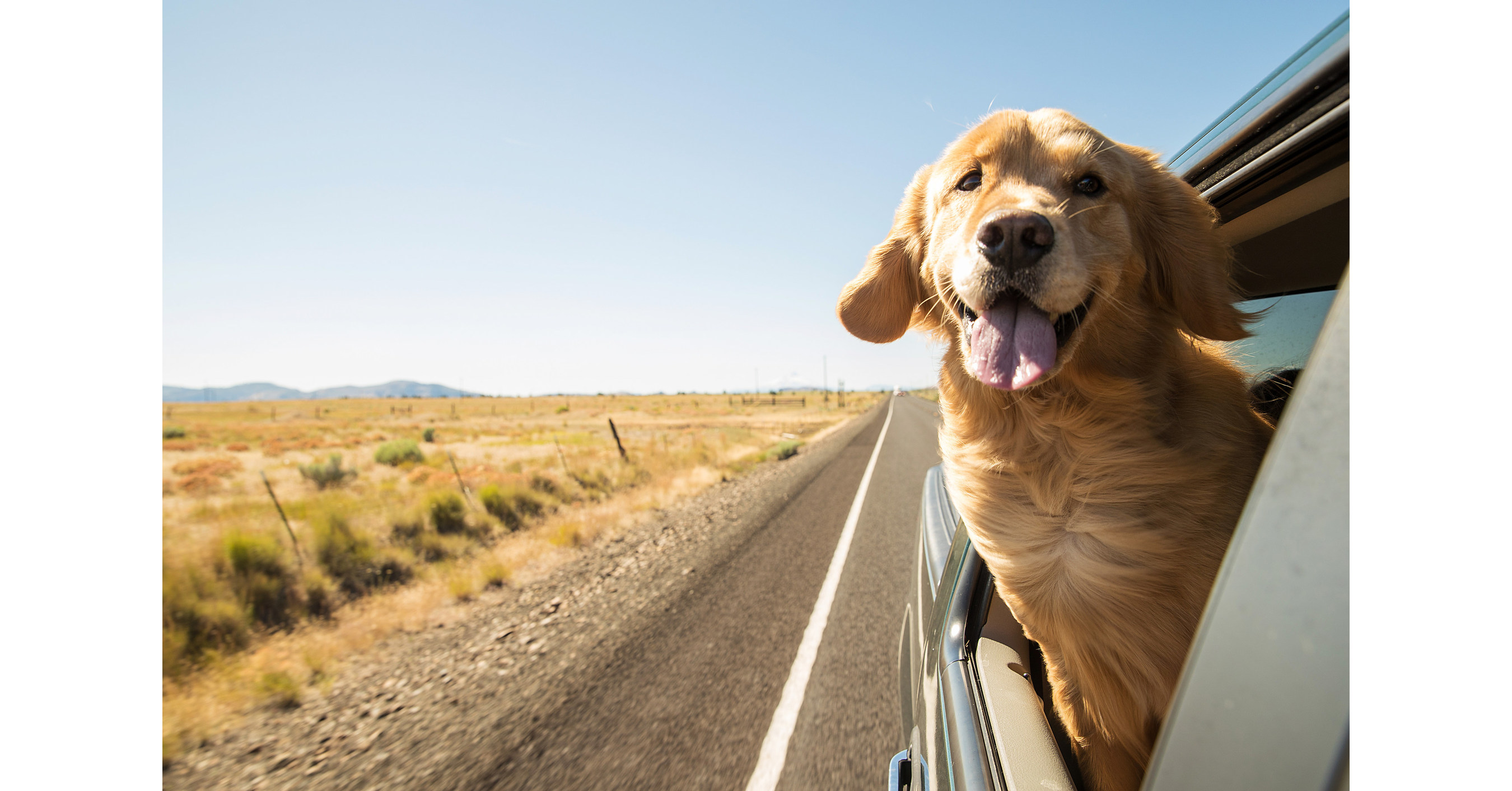 Expedia Releases Top 12 Dog-Friendly Hotels Around the World