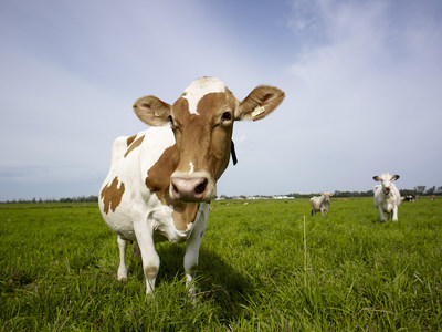 Alberta Milk Chooses Venture Play to Champion Dairy, by @newswire