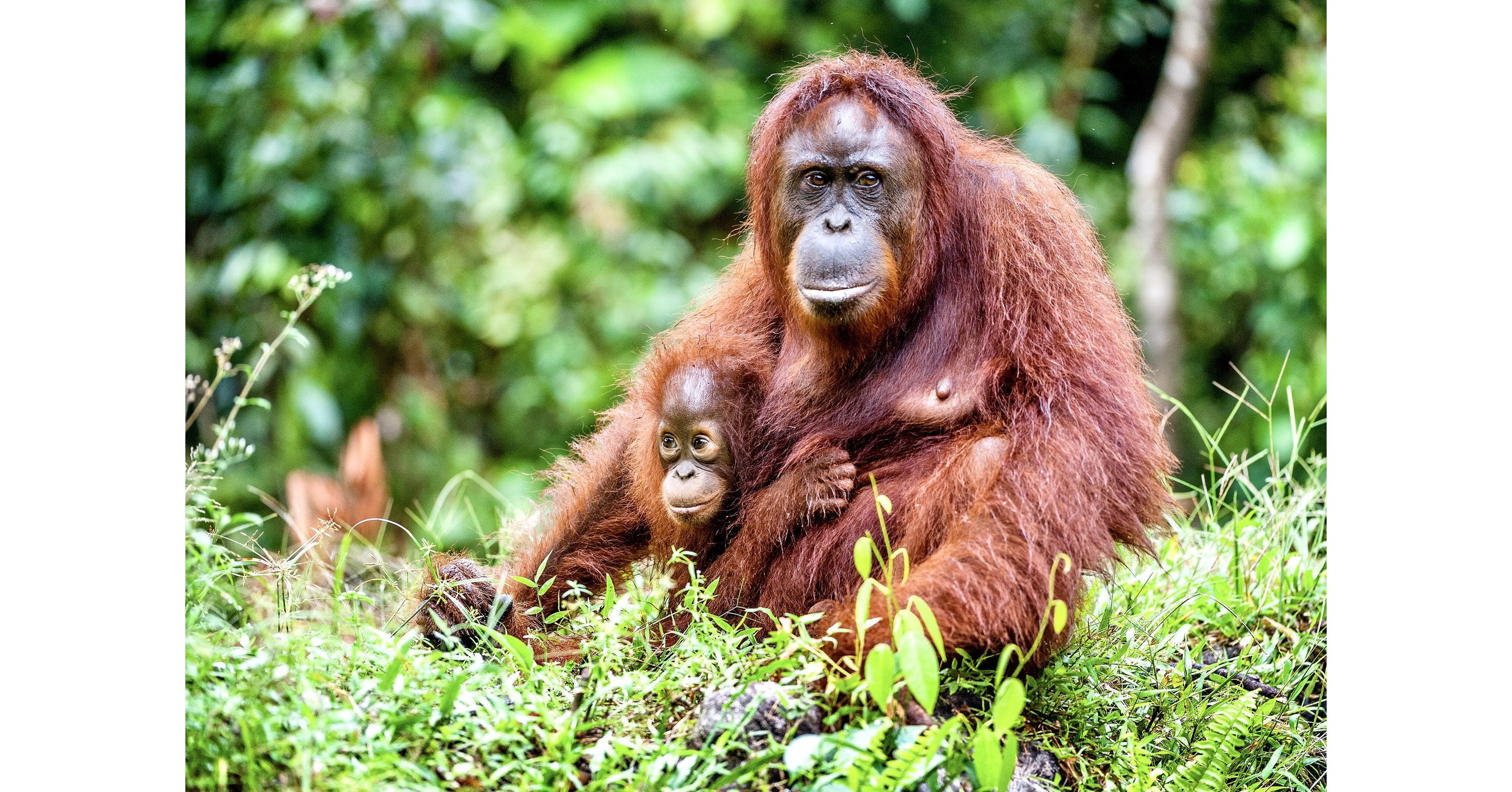 The California Deforestation-Free Procurement Act Moves to Governor ...