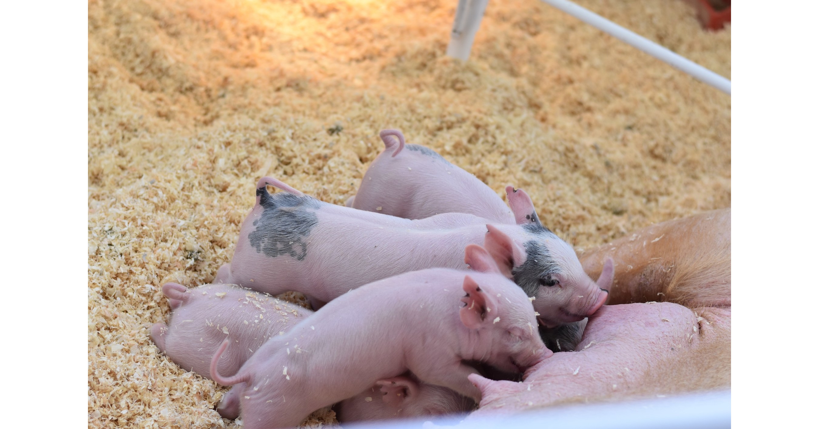 Making Prop 12 Compliant Pork Accessible