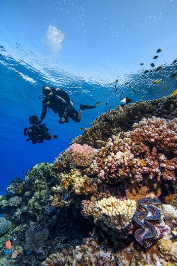 First of its kind NEOM and OceanX Red Sea expedition reveals deep sea ...