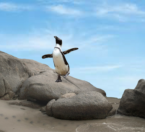 Pinnacol Assurance Partners with Denver Zoo on New Penguin Exhibit