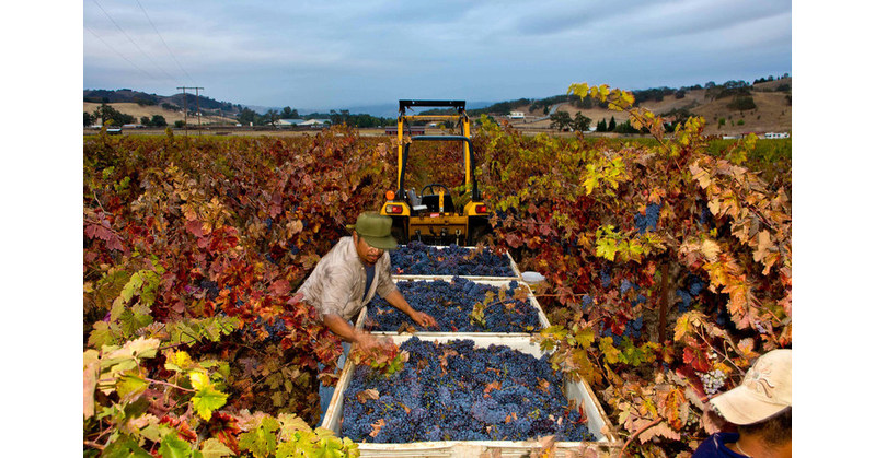 Vintners Across the State Report Outstanding Quality for 2021 ...