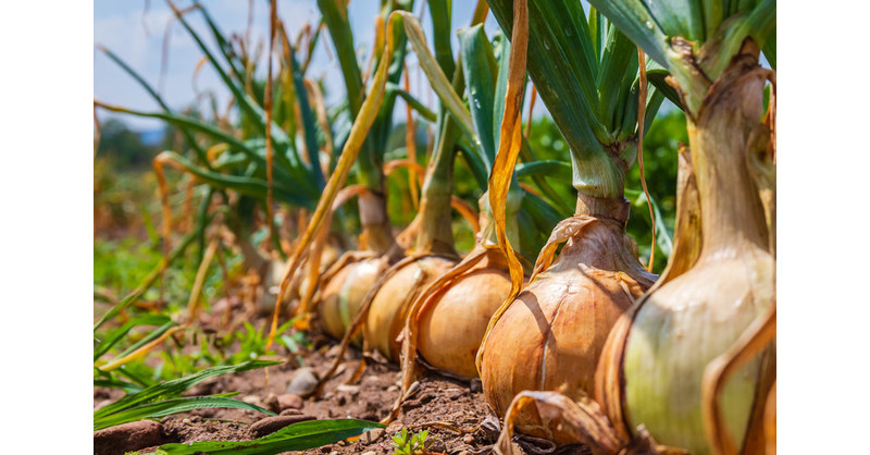 Texas Couple Files Suit in the Imported Onion Salmonella Outbreak - One ...