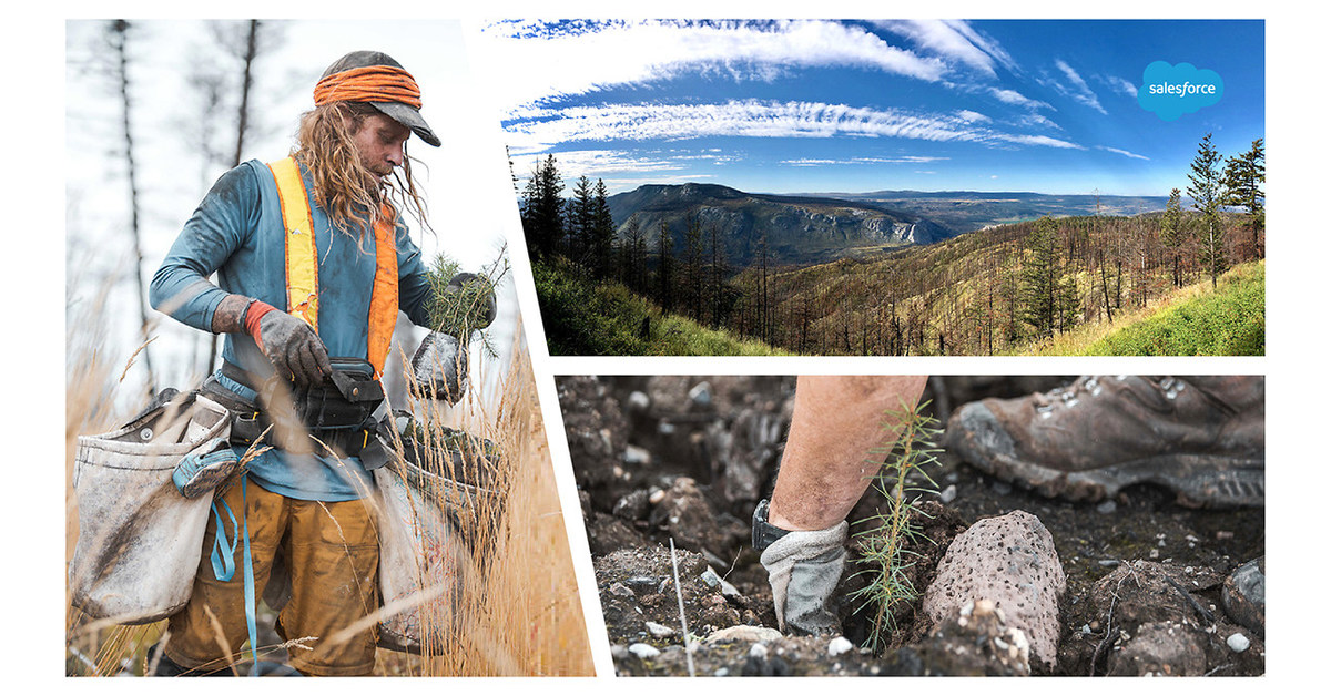 Salesforce Drives Reforestation Across Canada in Partnership with One ...