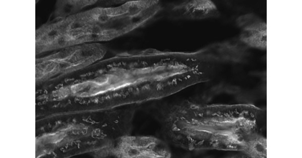 Nikon introduces the Digital Sight 10 Microscope Camera