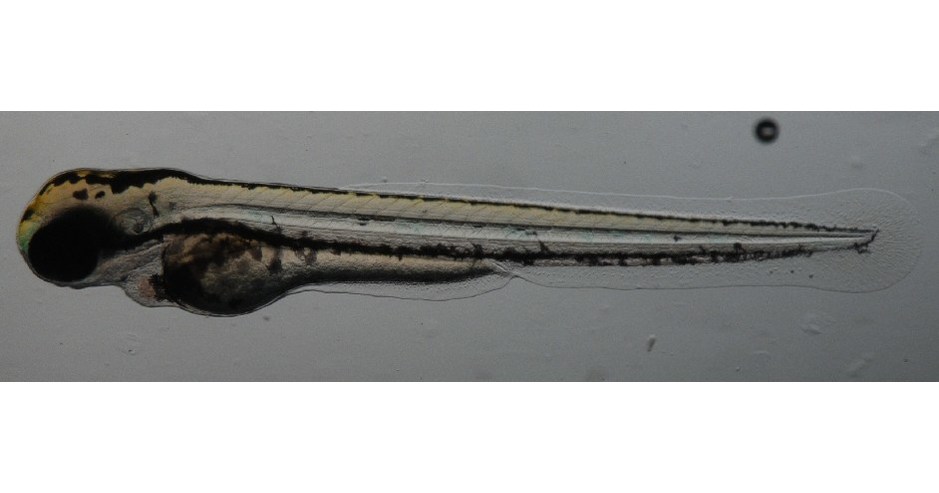 Nikon introduces the Digital Sight 10 Microscope Camera