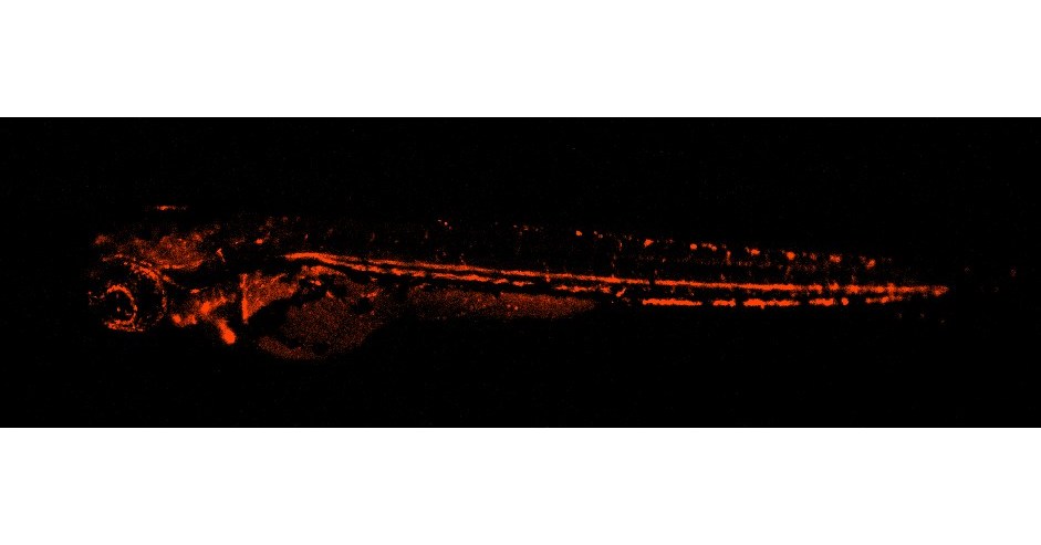 Nikon introduces the Digital Sight 10 Microscope Camera