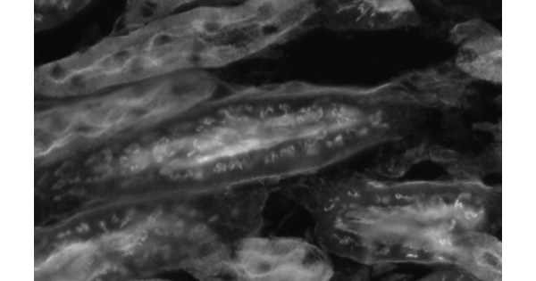 Nikon introduces the Digital Sight 10 Microscope Camera