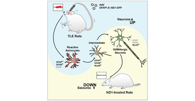 Neuroregenerative Gene Therapy Treats Temporal Lobe Epilepsy in Rat Model