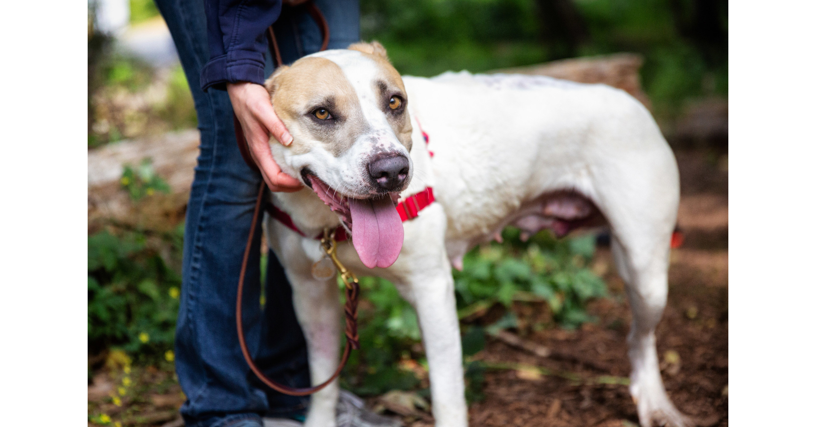 Seattle Humane Adopting New Vision with Expanded Focus