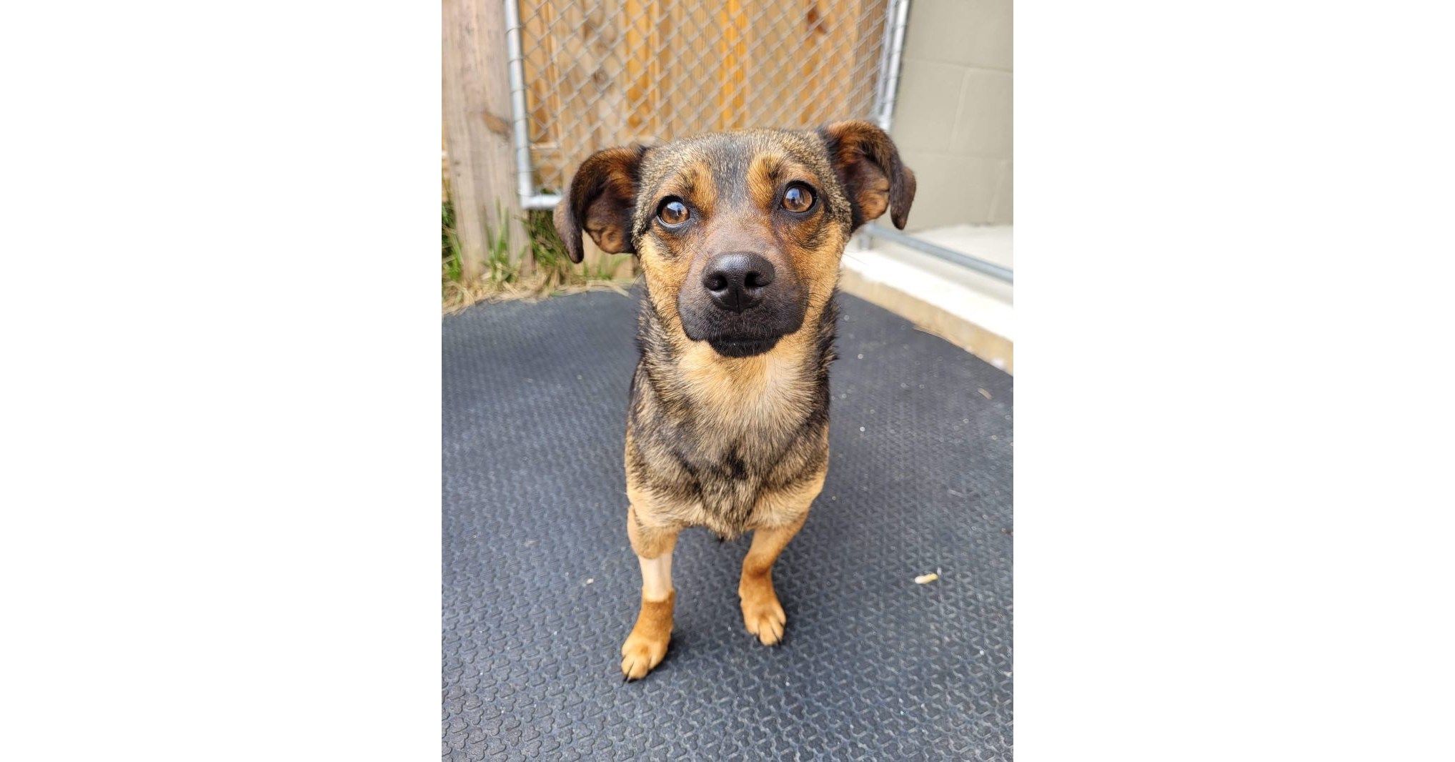 Working to End Pet Homelessness: PEDIGREE Foundation Kicks Off 2022 ...