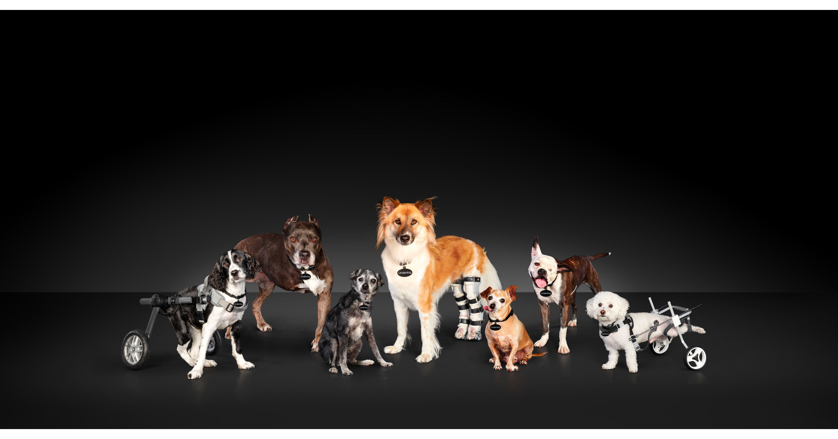 SUBARU OF AMERICA FACILITATES MORE THAN 36,000 SHELTER PET ADOPTIONS ...