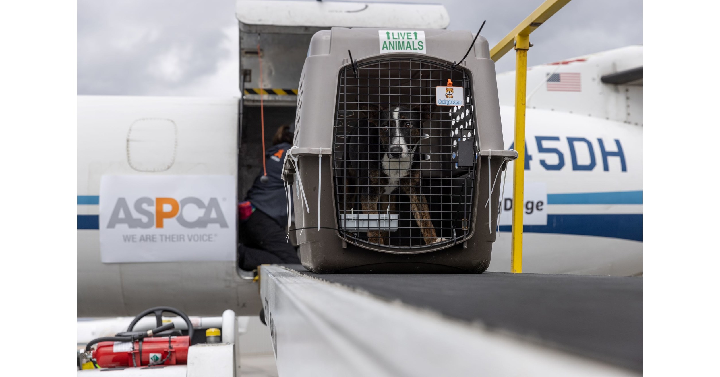 ASPCA Helps 200,000 Shelter Animals Find Greater Adoption Opportunities ...