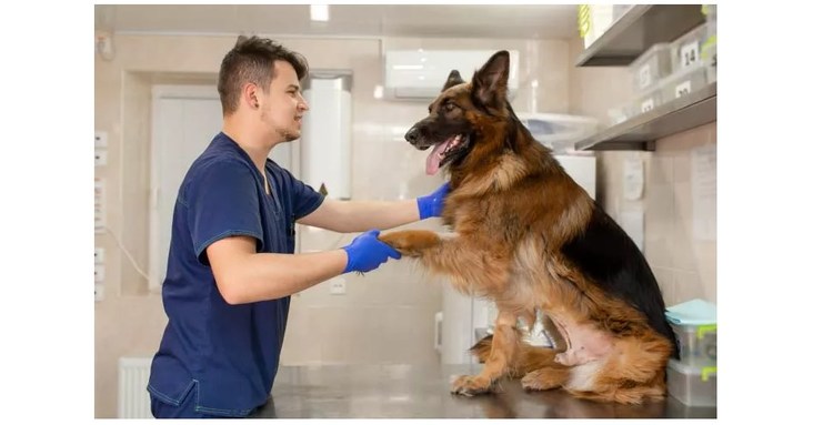 Dog Owners Aghast at Breakthrough Aimed to Help Dogs Move Pain-Free Again