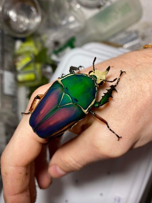 Le Festival des insectes pour célébrer le printemps: Gouvernement du Québec