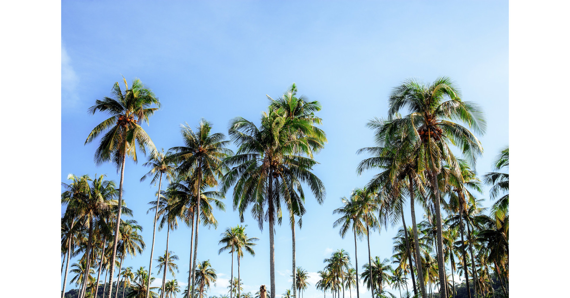 The Coconut Coalition of the Americas Welcomes Three New Members