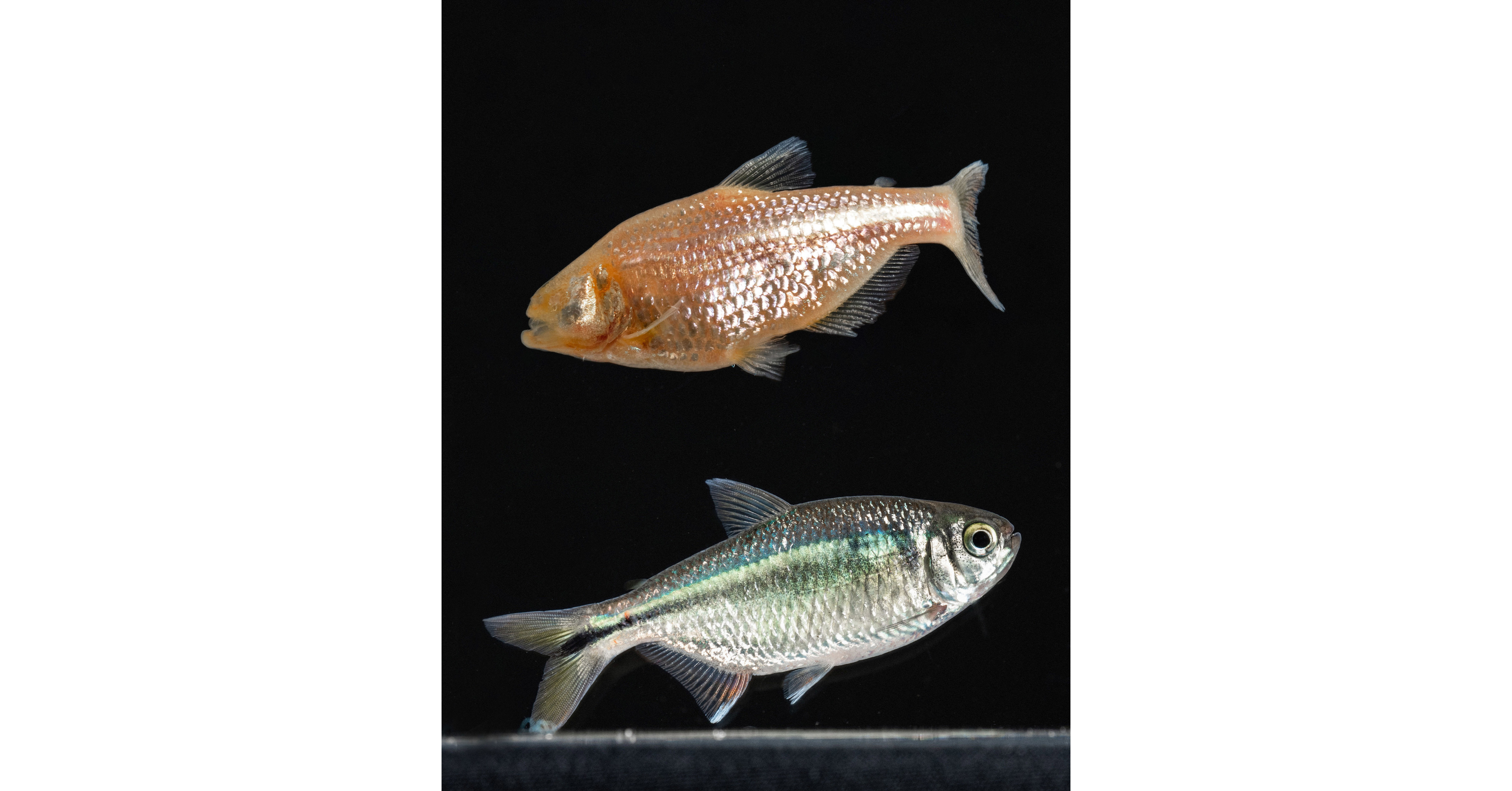 From cavefish to humans: Evolution of metabolism in cavefish may ...