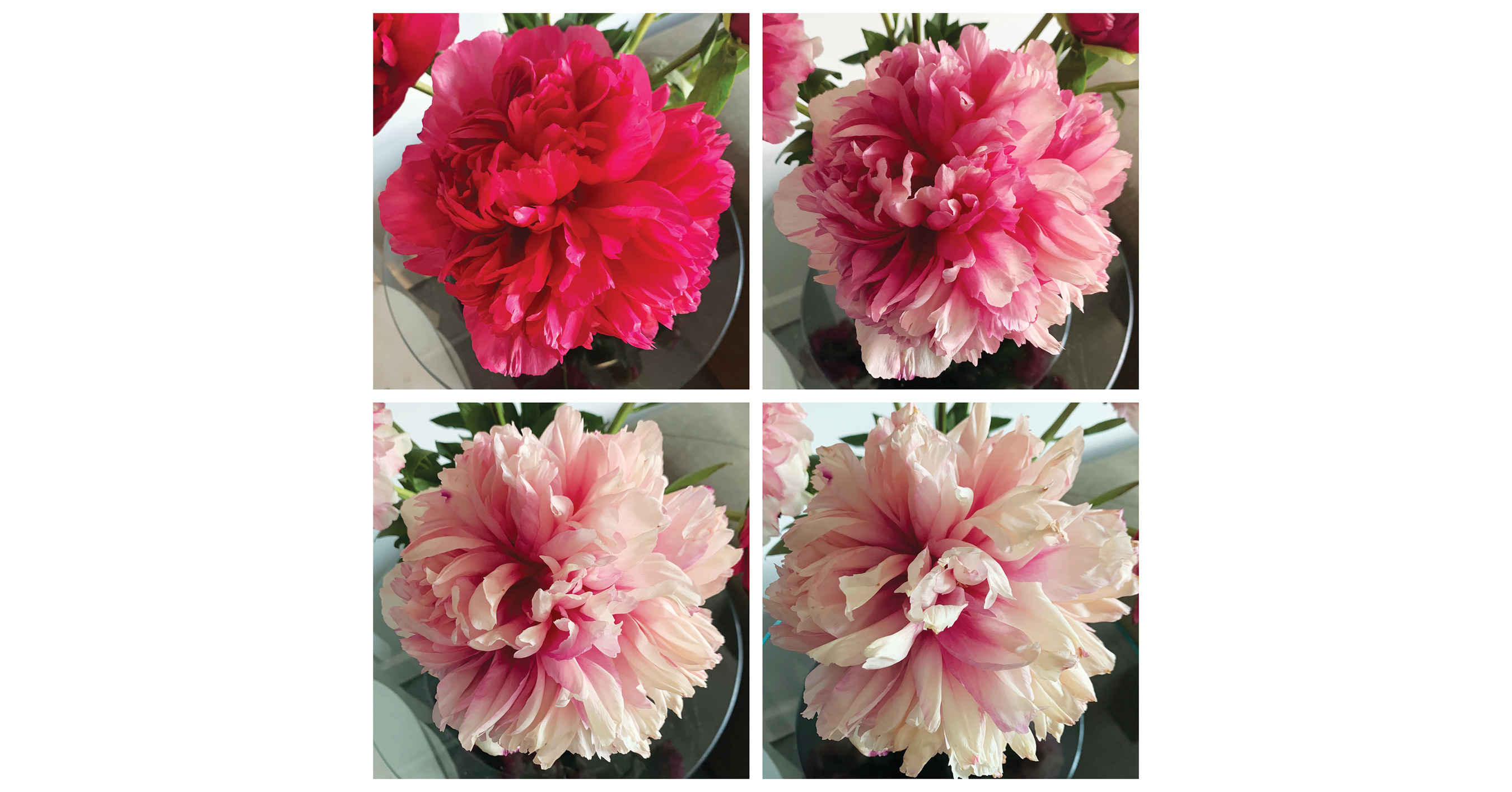 Amazing Color-Changing Command Performance Peonies From France Are Back ...