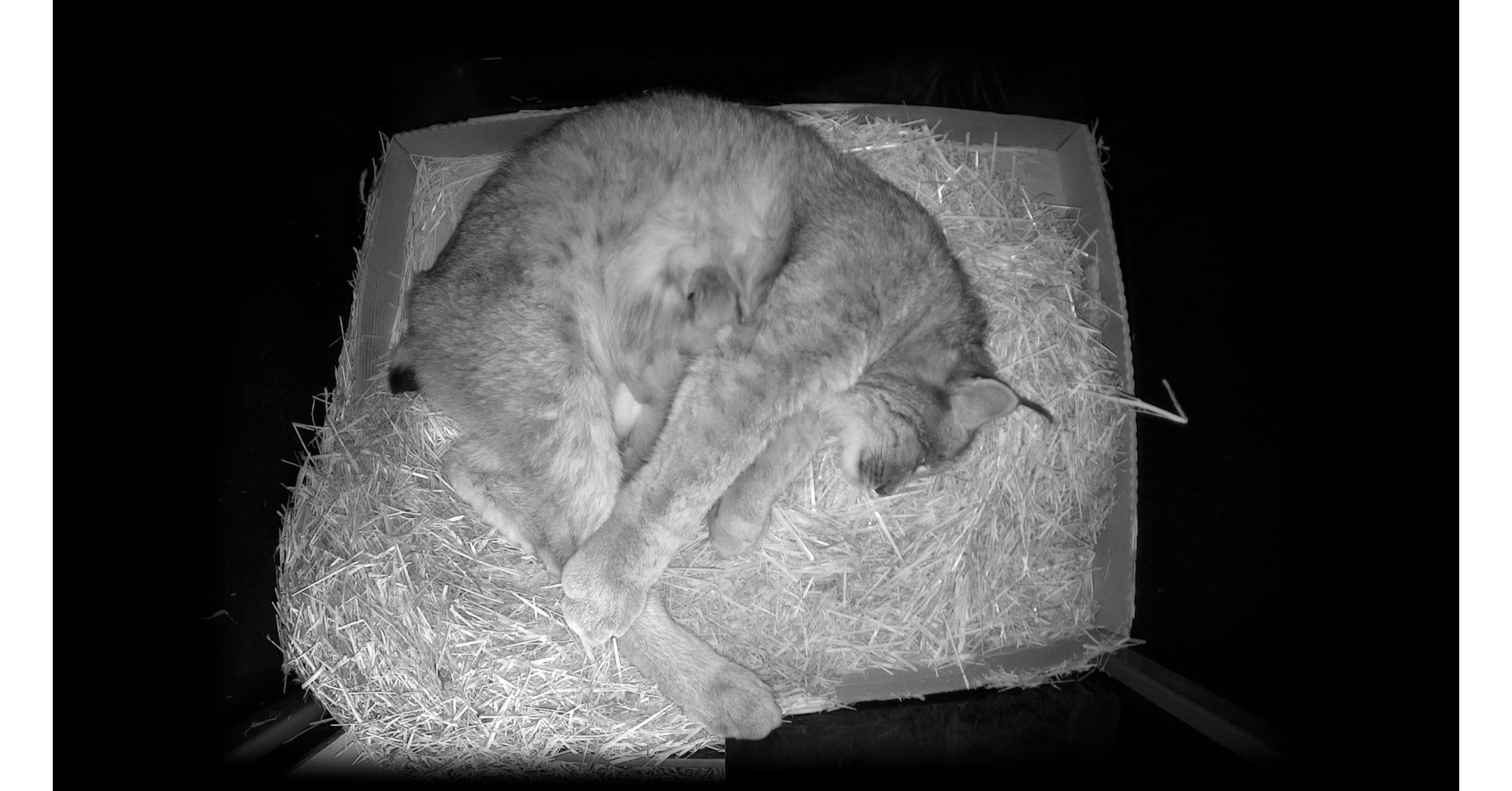 BIRTH OF THREE LYNX KITTENS AT THE BIODÔME
