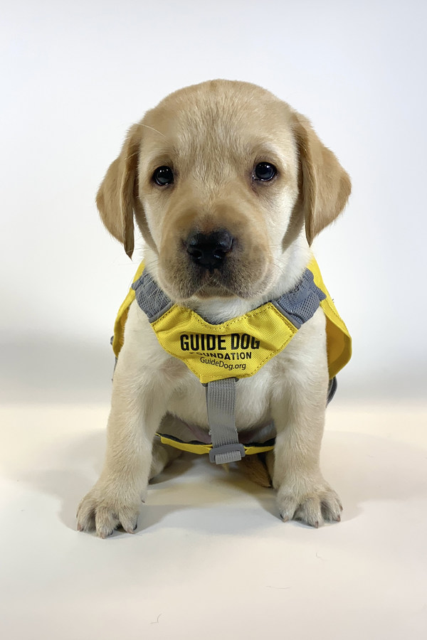 PRA Group Names America's VetDogs Puppy, "Ace"