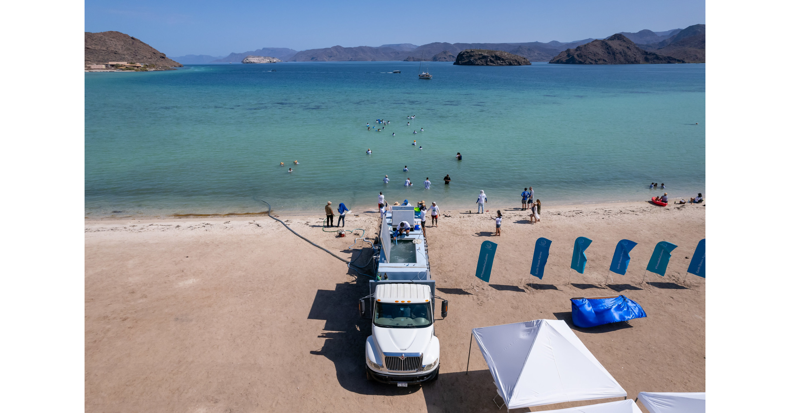 Earth Ocean Farms carries out its seventh release of juvenile Totoaba ...