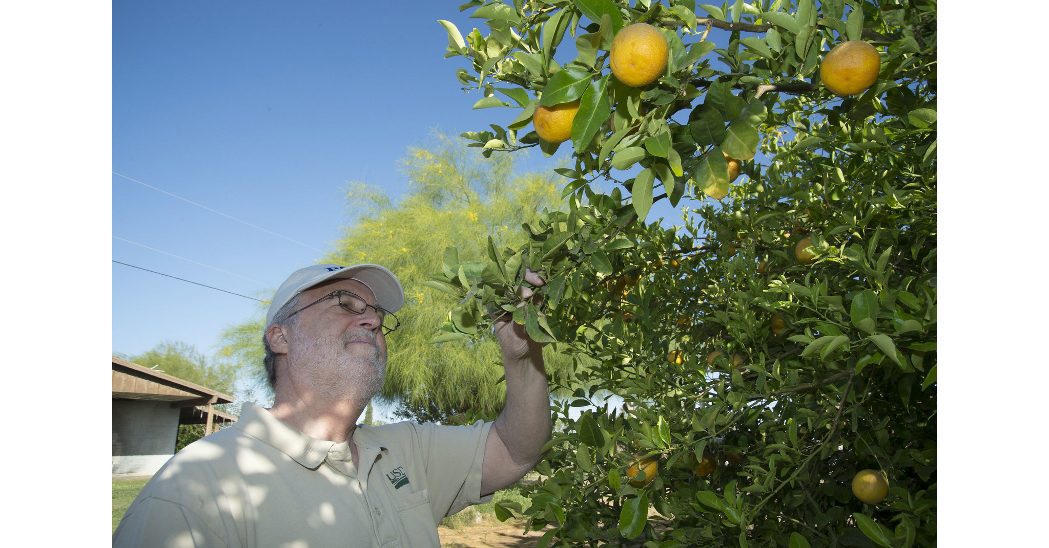 USDA Asks for Help Protecting Citrus in the Lower Rio Grande Valley