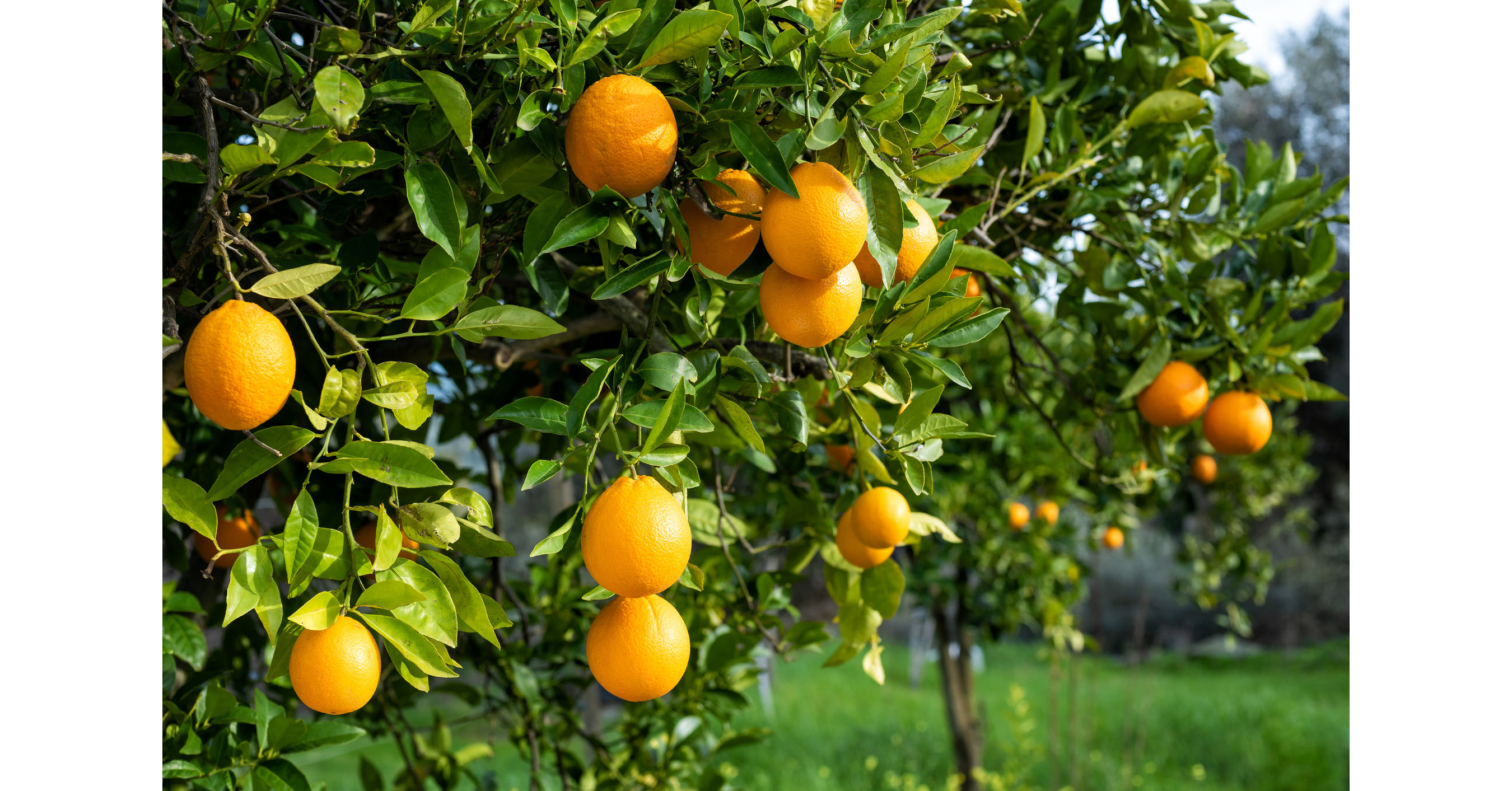 Healthy Trees Grow from the Roots to the Fruit