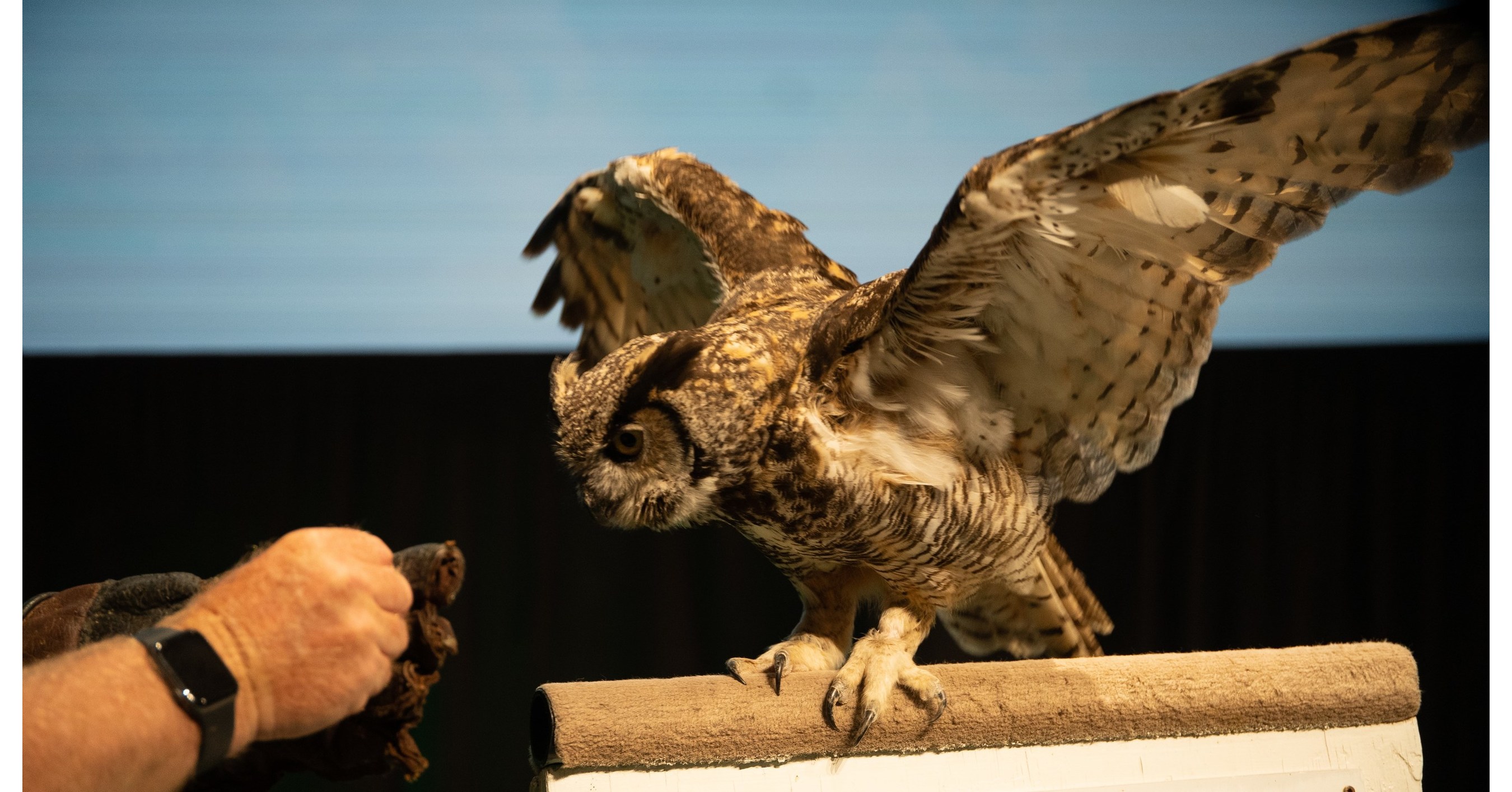 Soar into summer at Above and Beyond: An Interactive Flight Exhibition ...