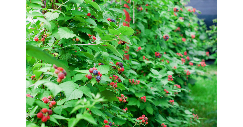 3 Unexpected Ways Planting Berry Bushes Can Benefit You and Your Family