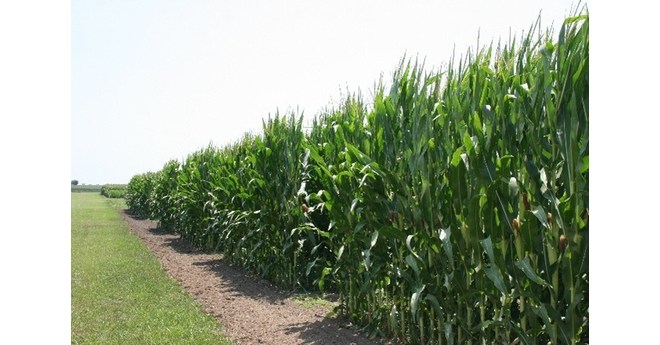 New trial data offers options to minimize historic corn rootworm threat ...