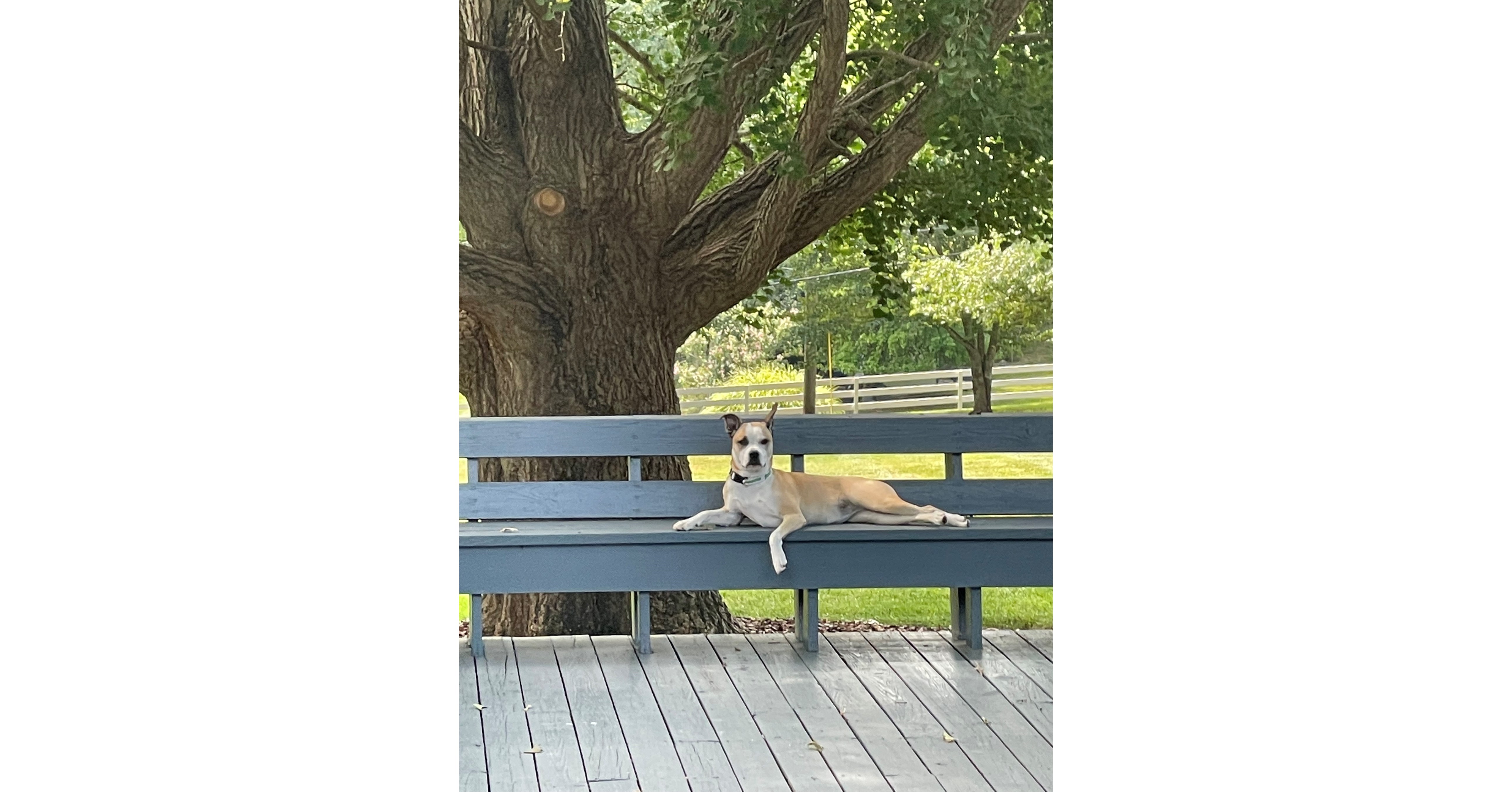 Create a Dream Yard for Your Dog This Summer