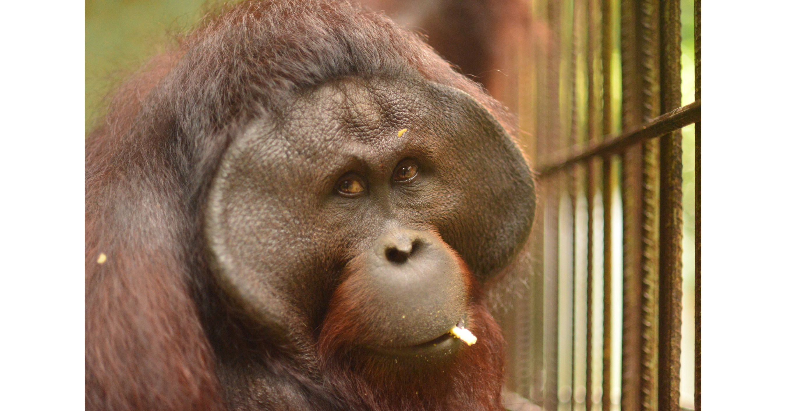 NFT for Good Cheeky Rangas to support The Orangutan Project