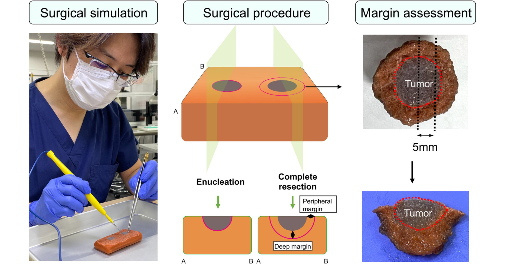 Study: Plant-Based Synthetic Organs Prove Effective for Fluorescence ...