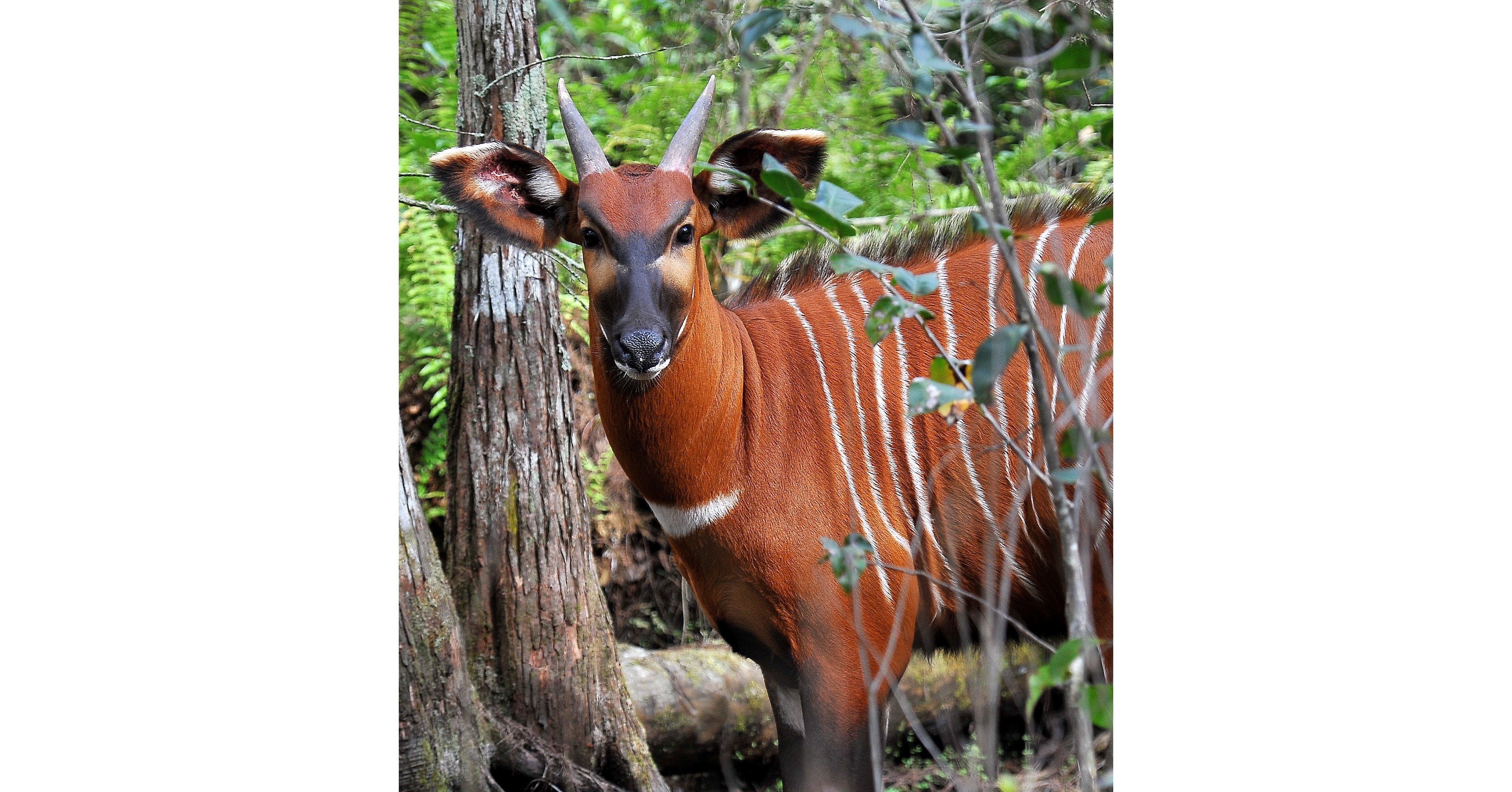 Kenya on Path to Establish New Mountain Bongo and Black Rhino Sanctuary ...