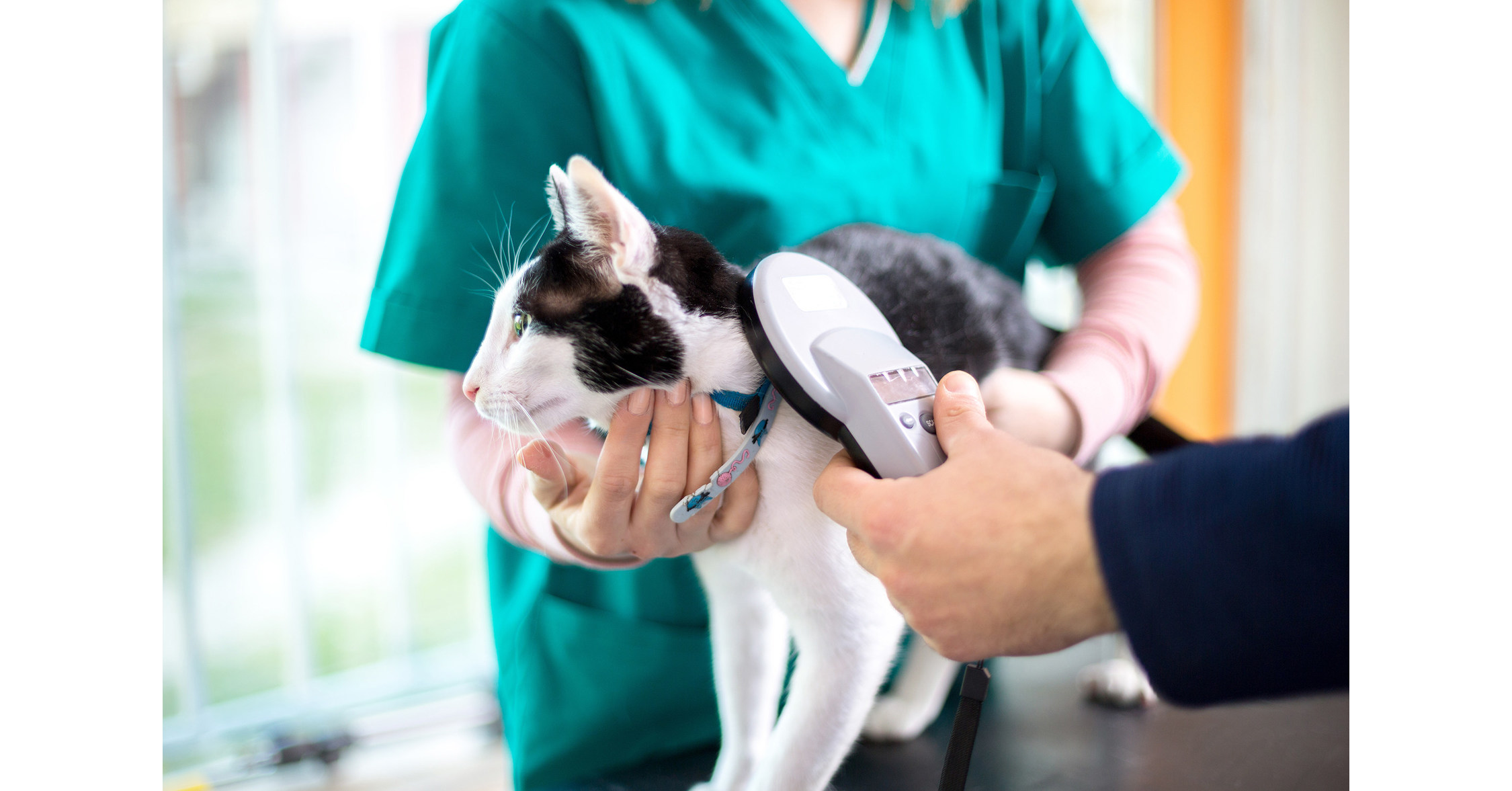 5 Ways to Support Cats in Your Community