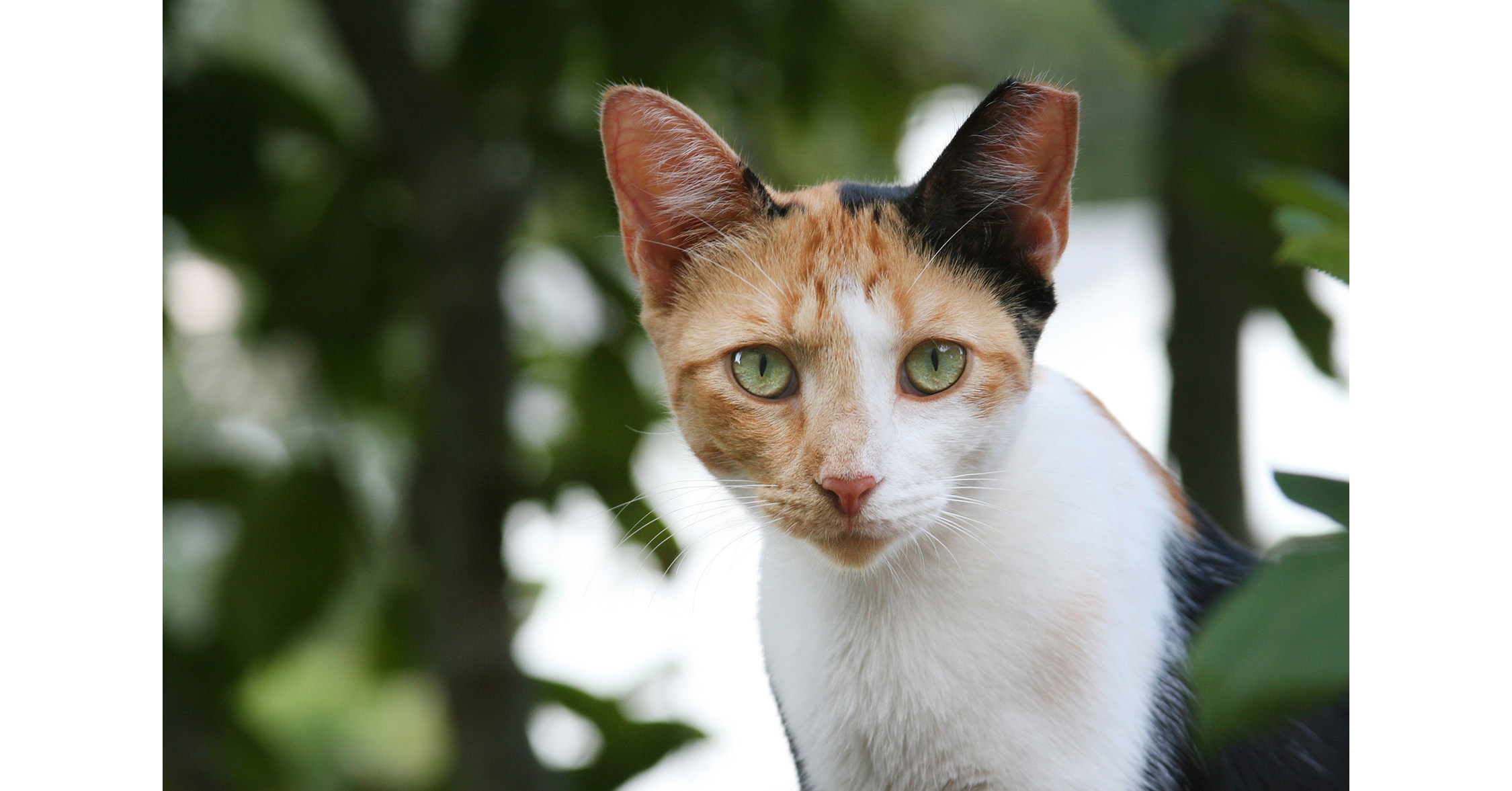 5 Ways to Support Cats in Your Community