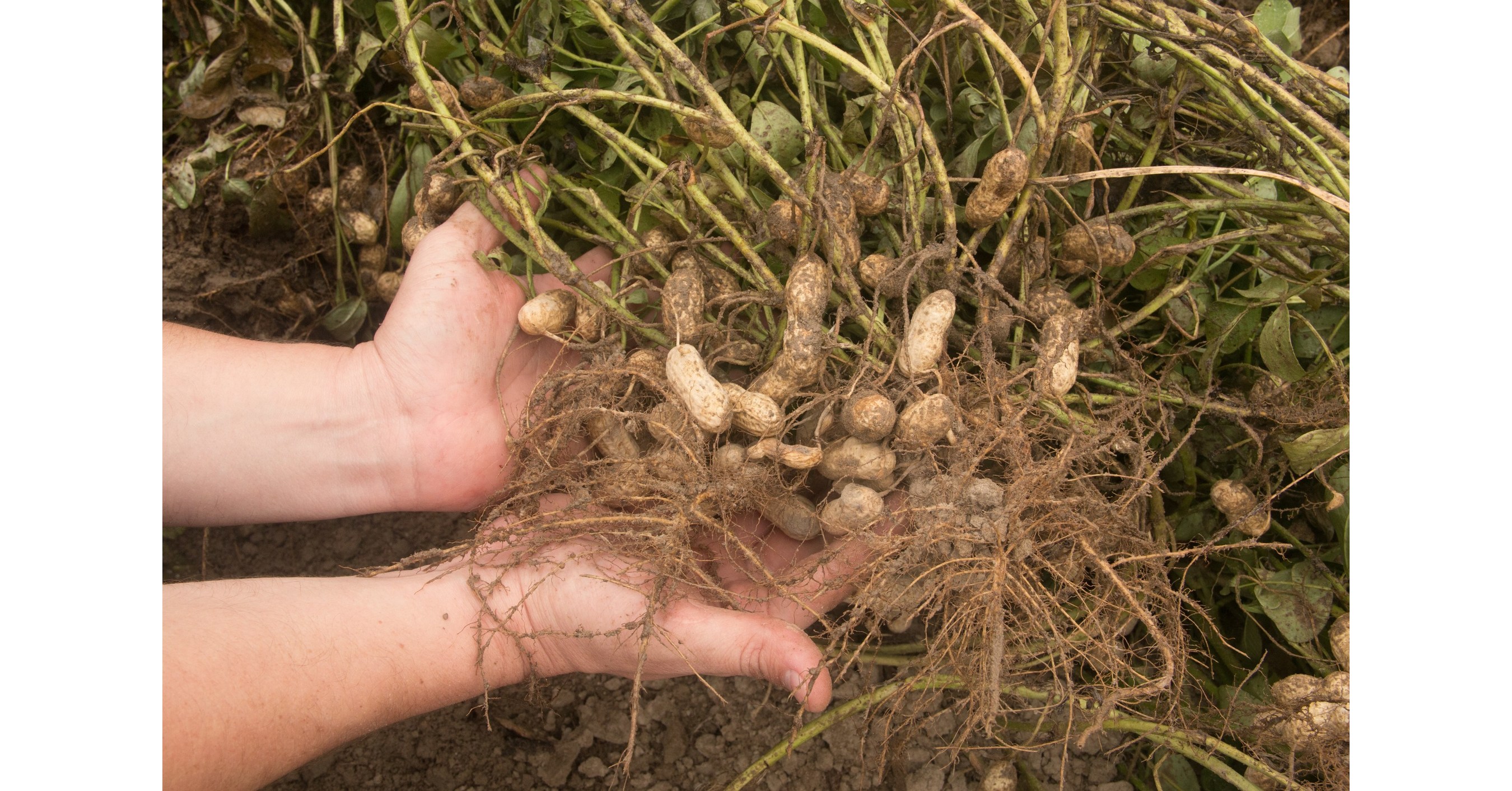 Using high-quality seed treatments helps peanut growers combat early ...