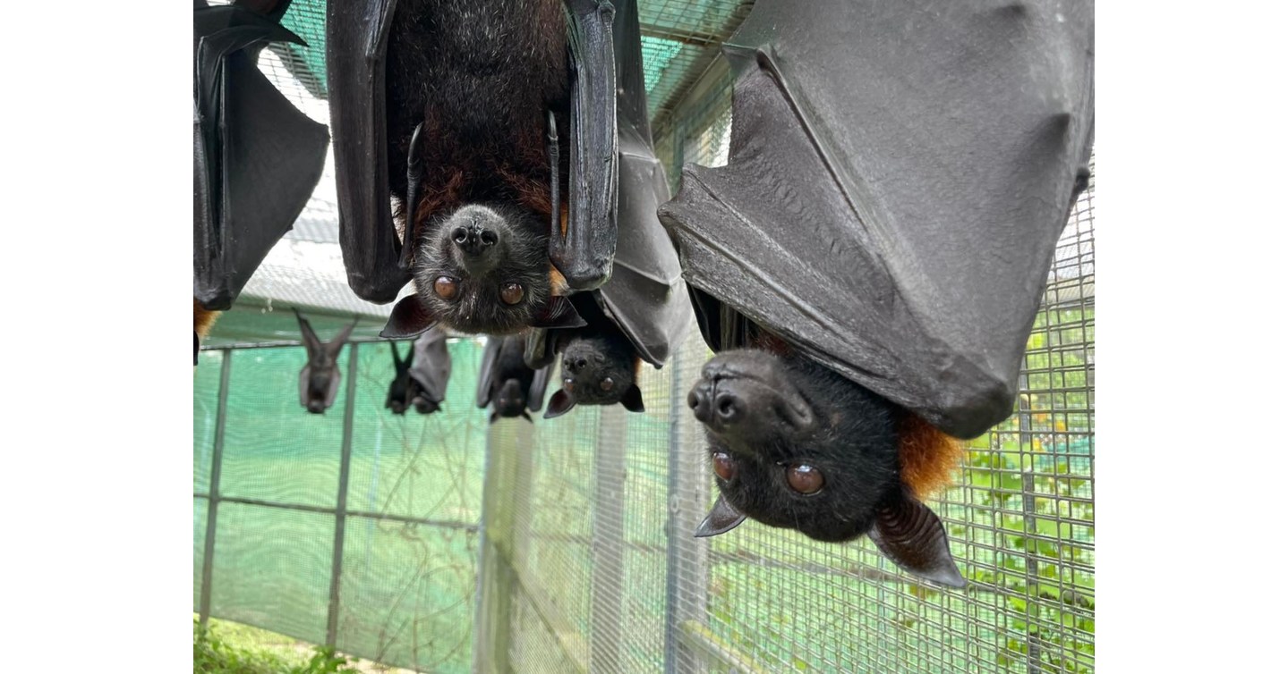 GOING BATTY Package at Hotel ELEO includes Tickets to Bat Fest 2022 at ...