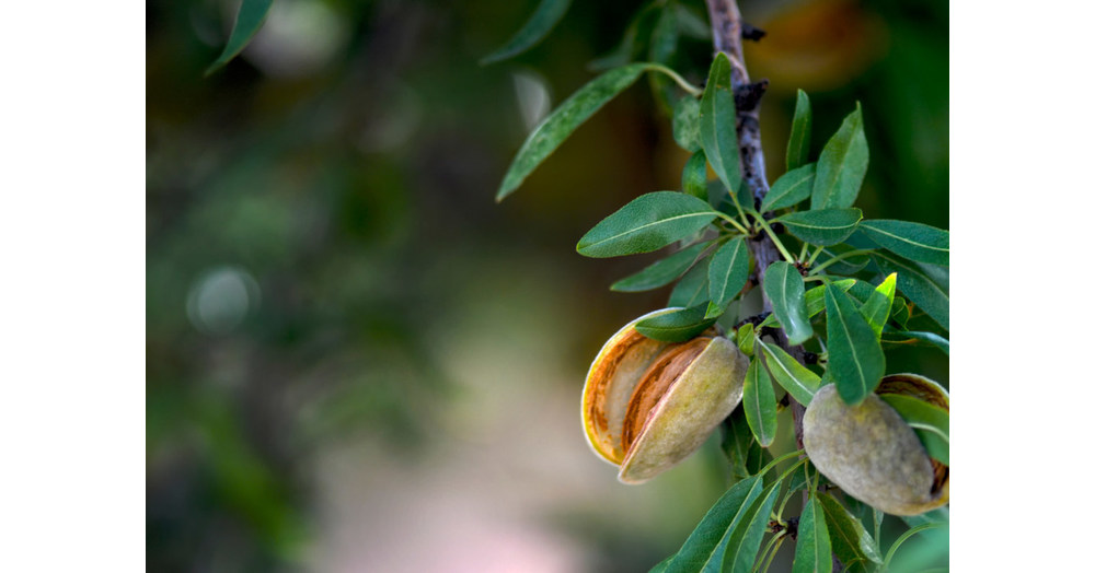 Stay Ahead of Soilborne Diseases in High-Yielding Tree Nut Orchards