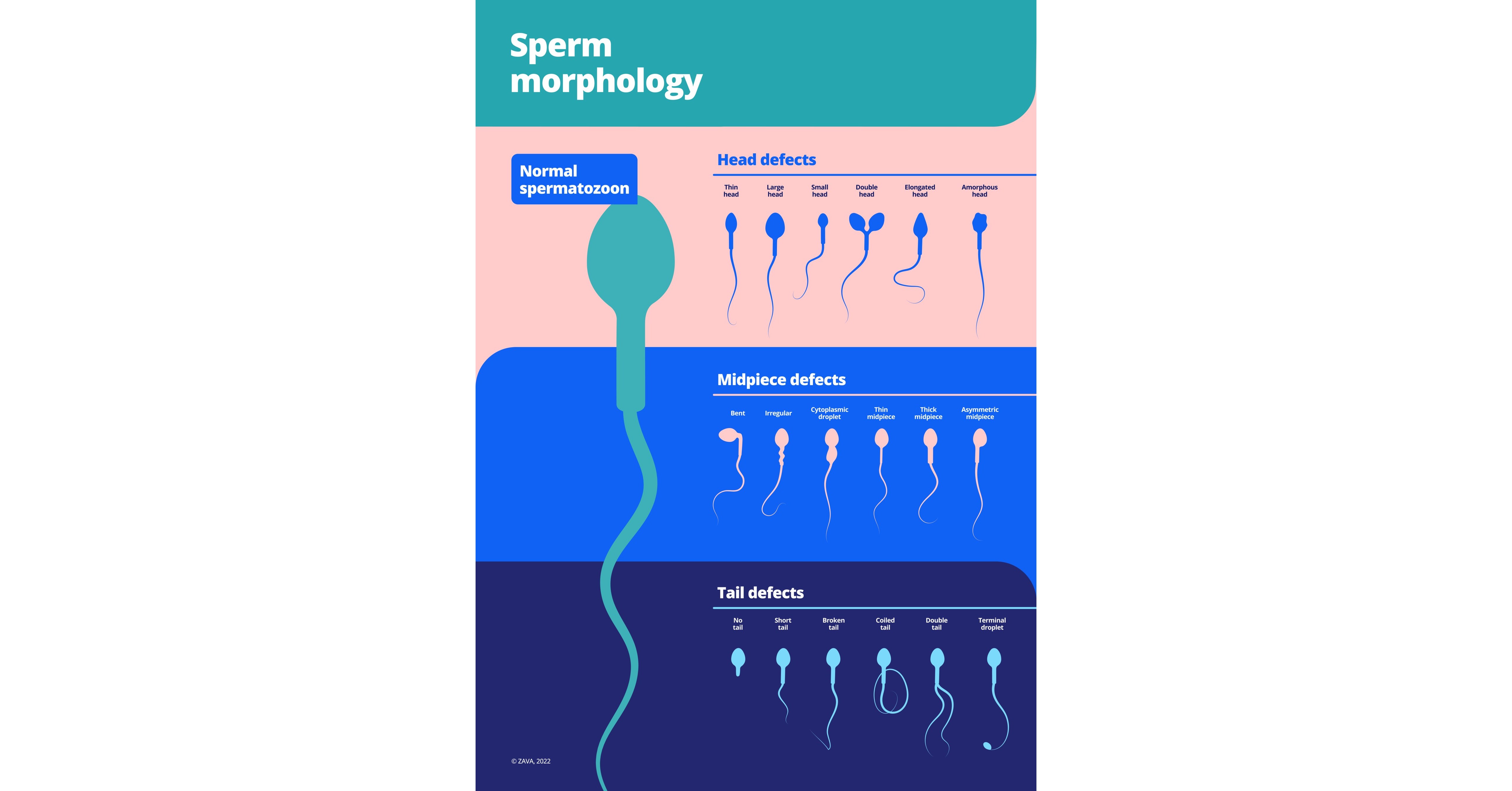 ZAVA teams up with Mojo for AI-powered home male fertility test