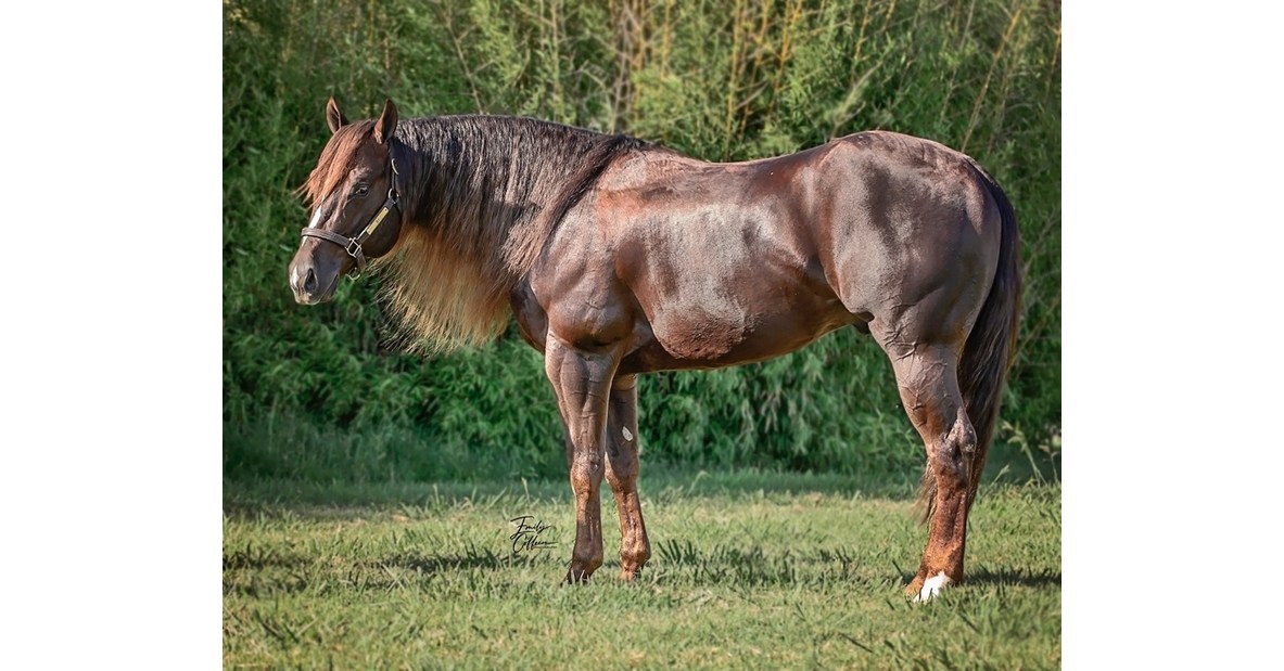 Bosque Ranch Announces MVP Sponsorship